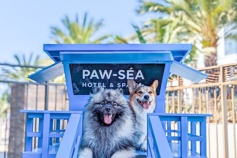 Jet set with your pet: 10 best pet-friendly hotels in the US