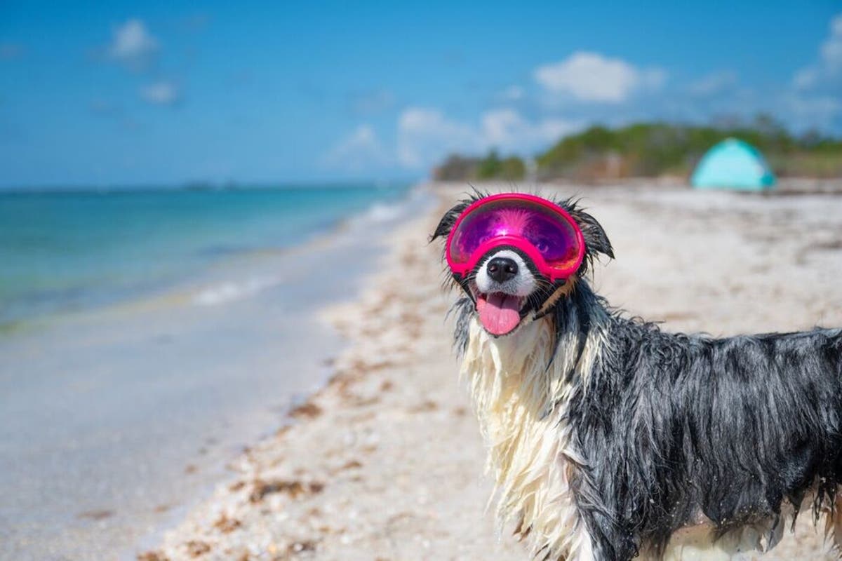 10 best dog-friendly beaches across the United States