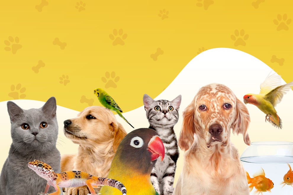 10 best pet stores in the United States