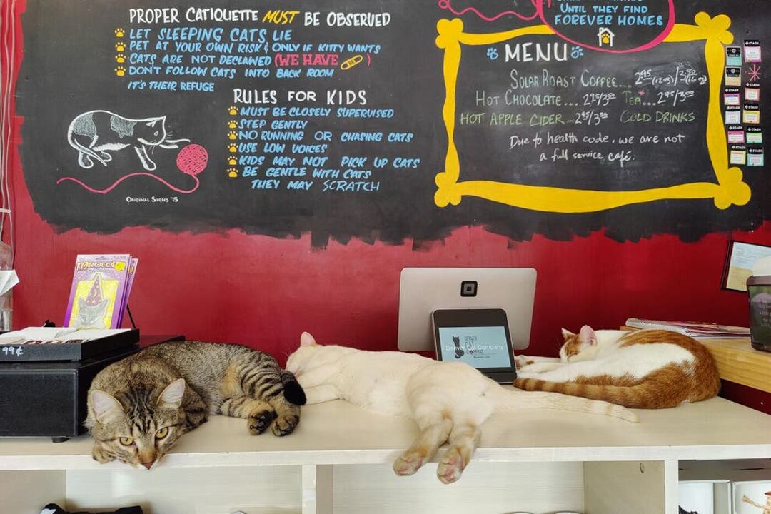 What is the Best Cat Cafe for 2026?