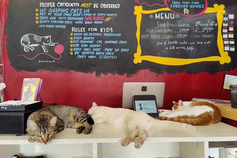 Denver Cat Company: 2025 USA TODAY 10BEST Readers' Choice Awards