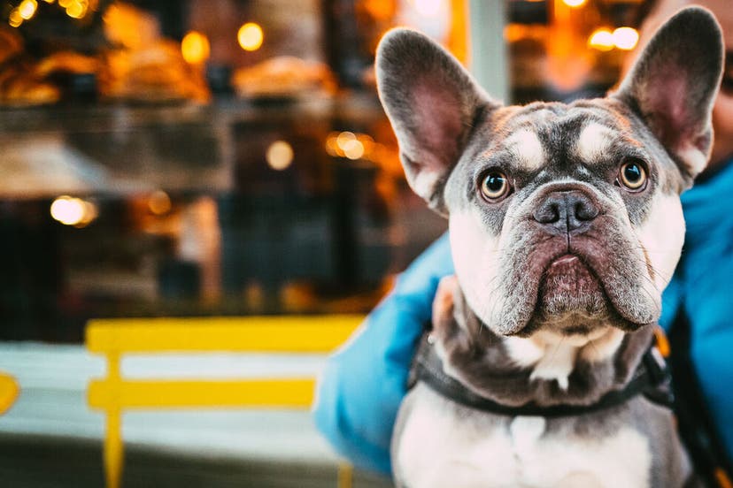 What is the Best Dog Bar for 2025?
