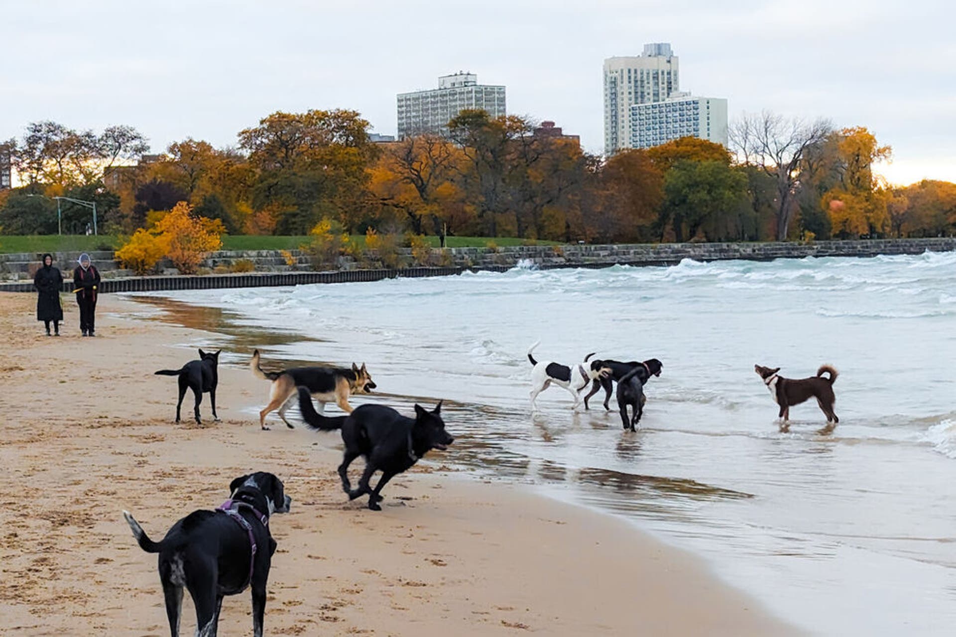 10 best dog-friendly beaches across the United States