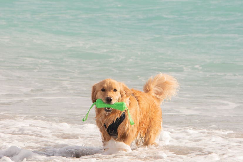 10 best dog-friendly beaches across the United States