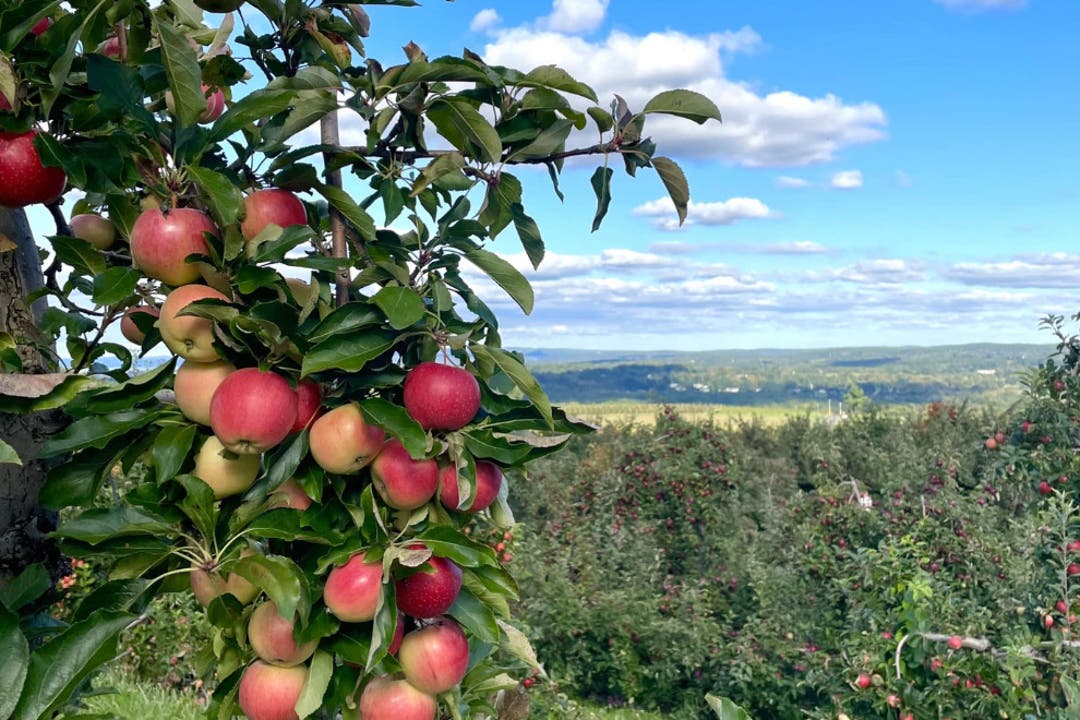 Lyman Orchards: 2025 USA TODAY 10BEST Readers' Choice Awards