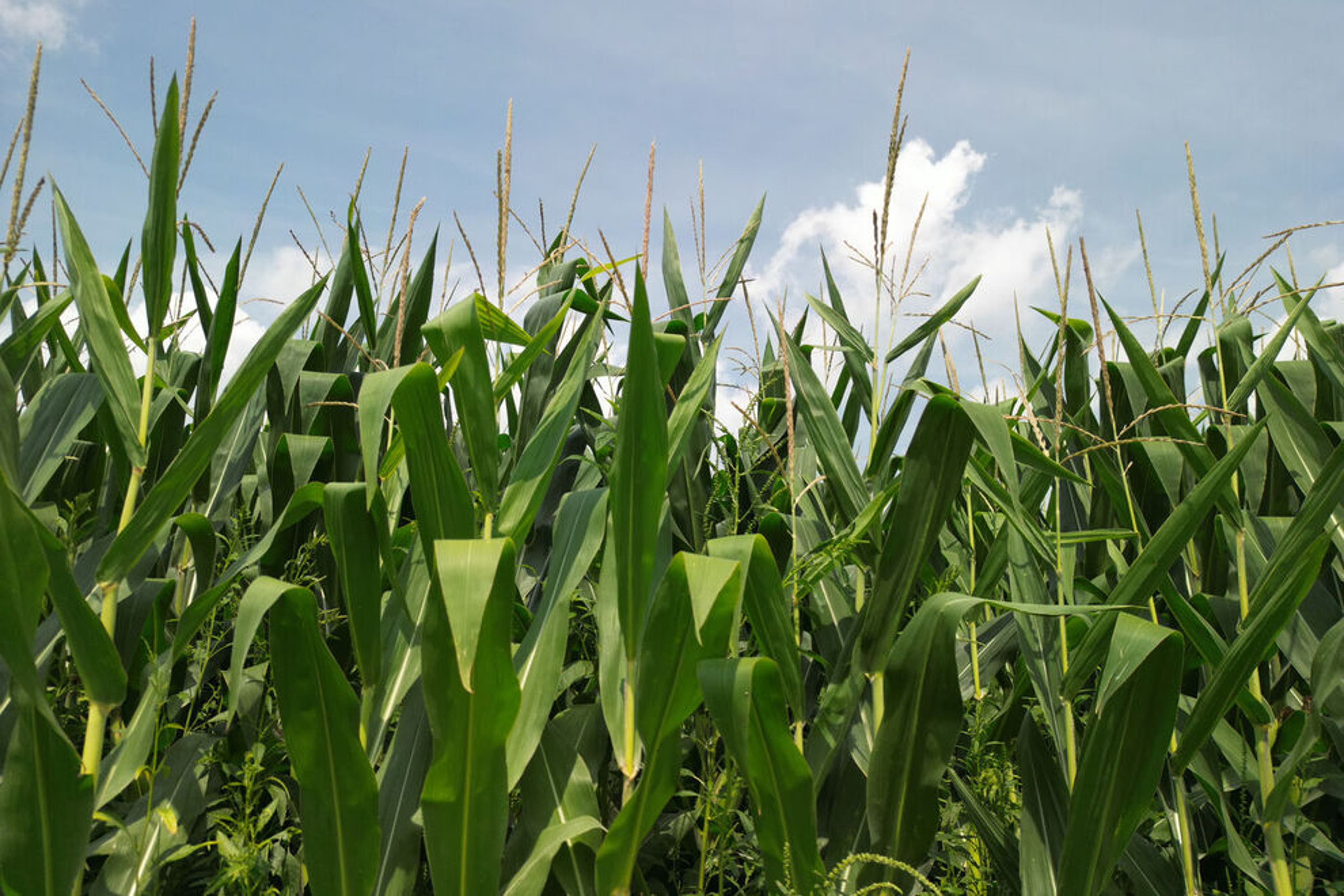 Great Scott Farms: 2025 USA TODAY 10BEST Readers' Choice Awards