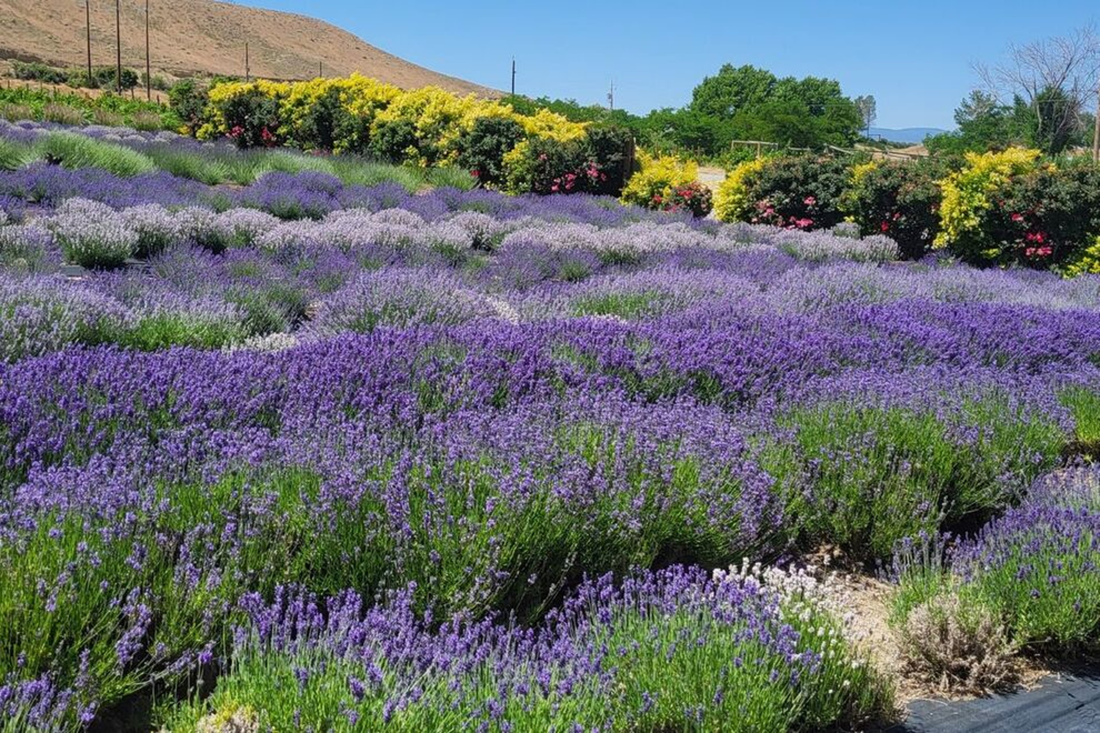 Colorado Lavender Festival: 2026 USA TODAY 10BEST Readers' Choice Awards