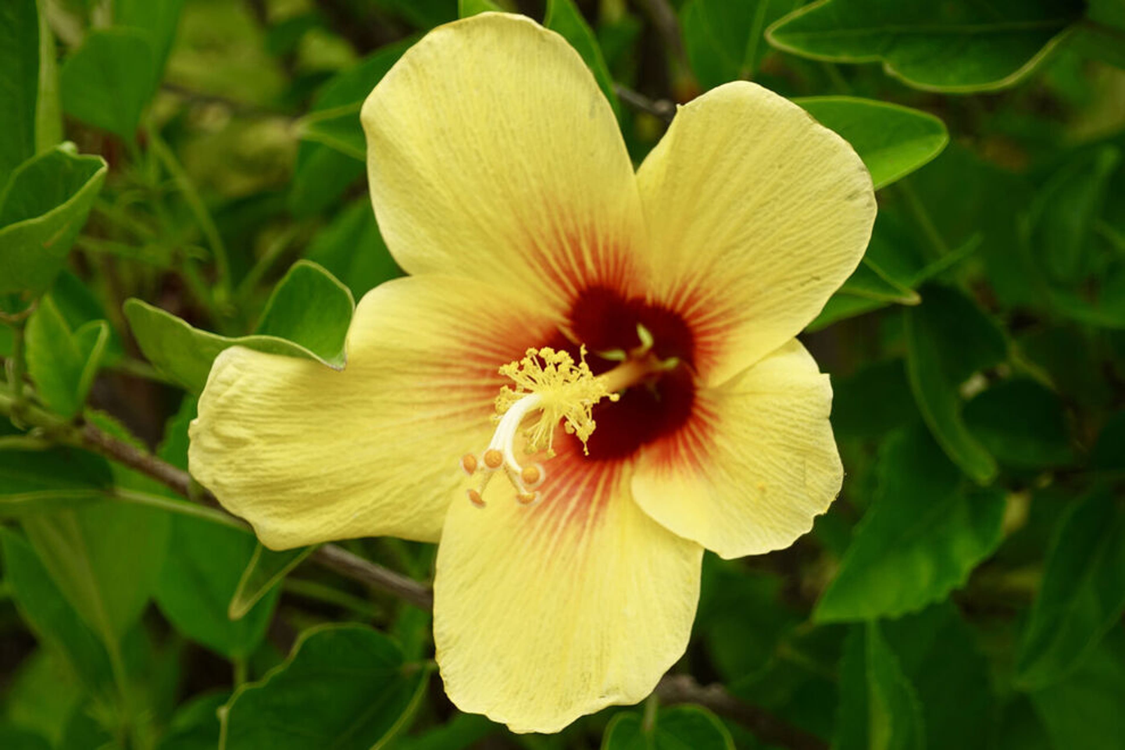 National Tropical Botanical Garden: 2026 USA TODAY 10BEST Readers ...