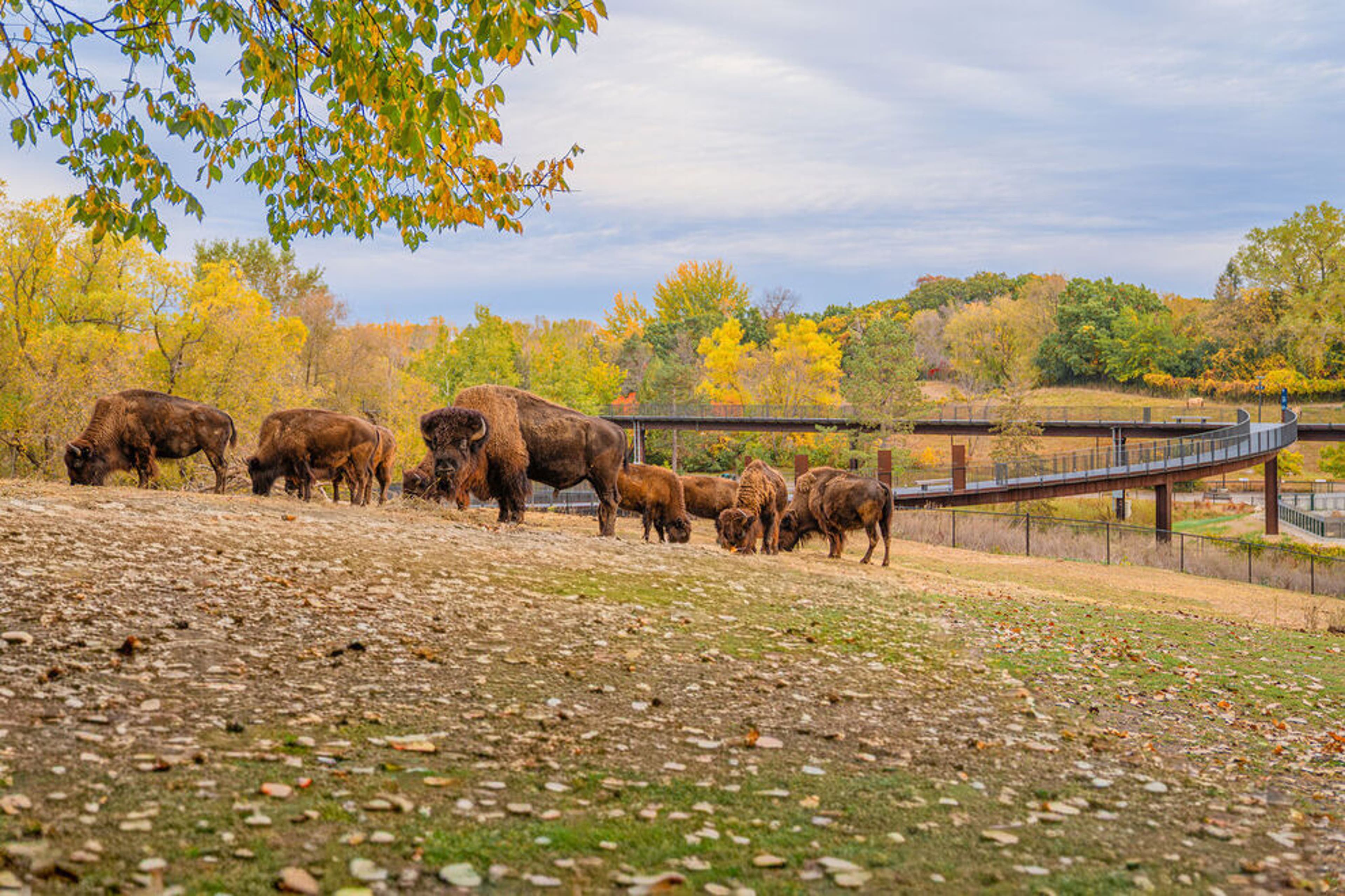 Treetop Trail at Minnesota Zoo: 2026 USA TODAY 10BEST Readers' Choice ...