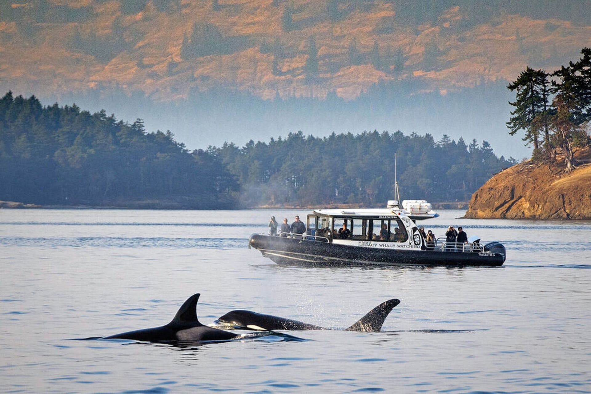 10 best whale watching tours in the US for unforgettable sightings
