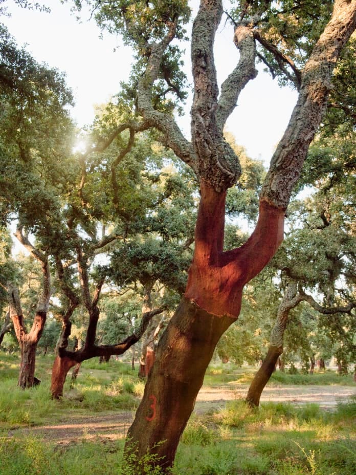 How cork gets from trees to wine bottles