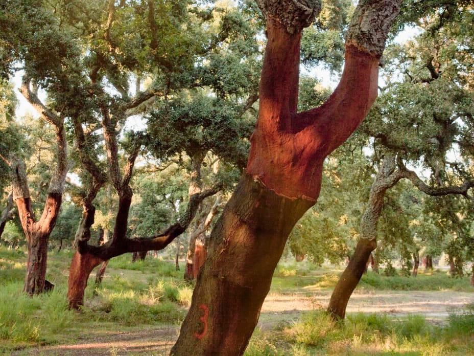 How cork gets from trees to wine bottles