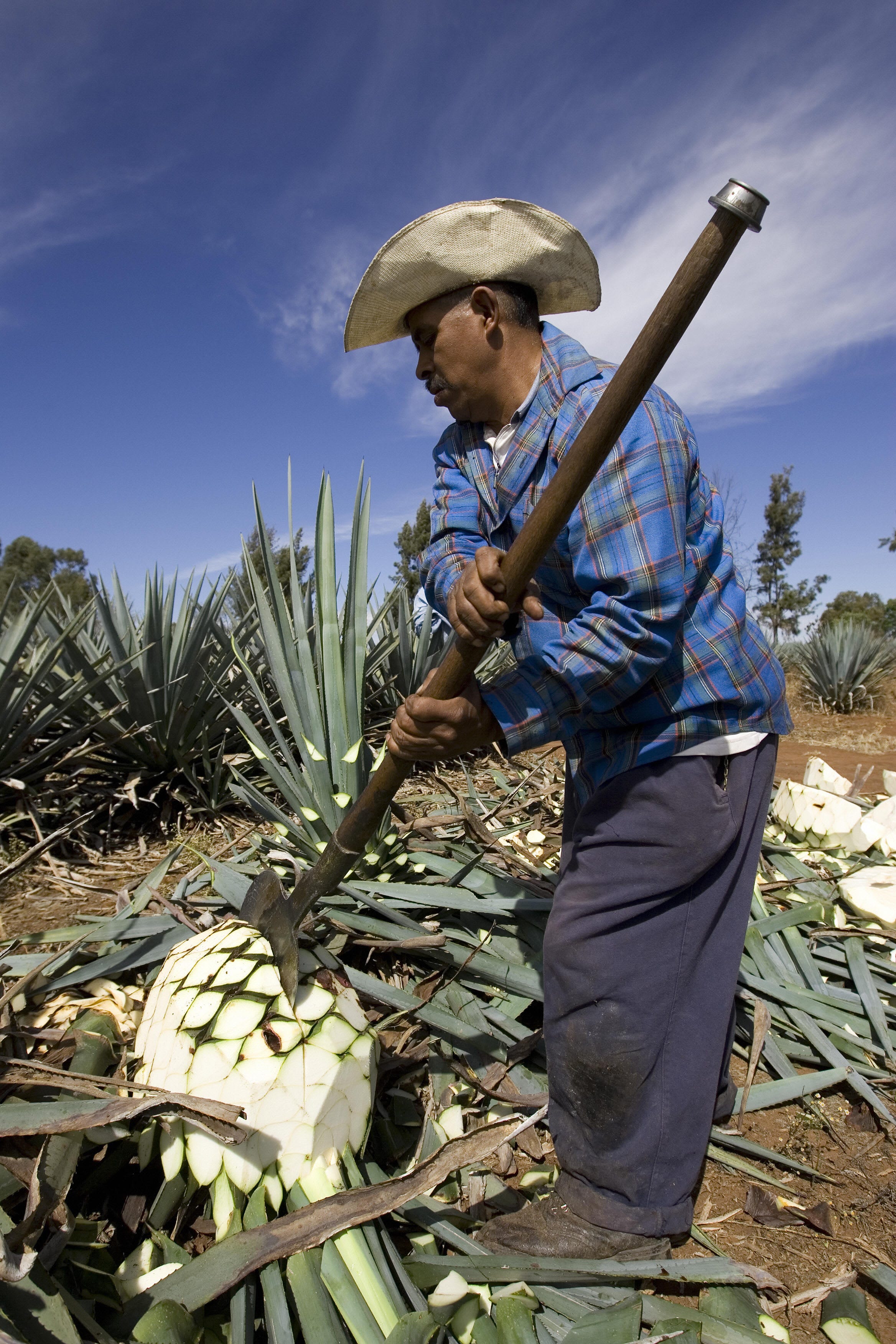 Blue Agave Pina